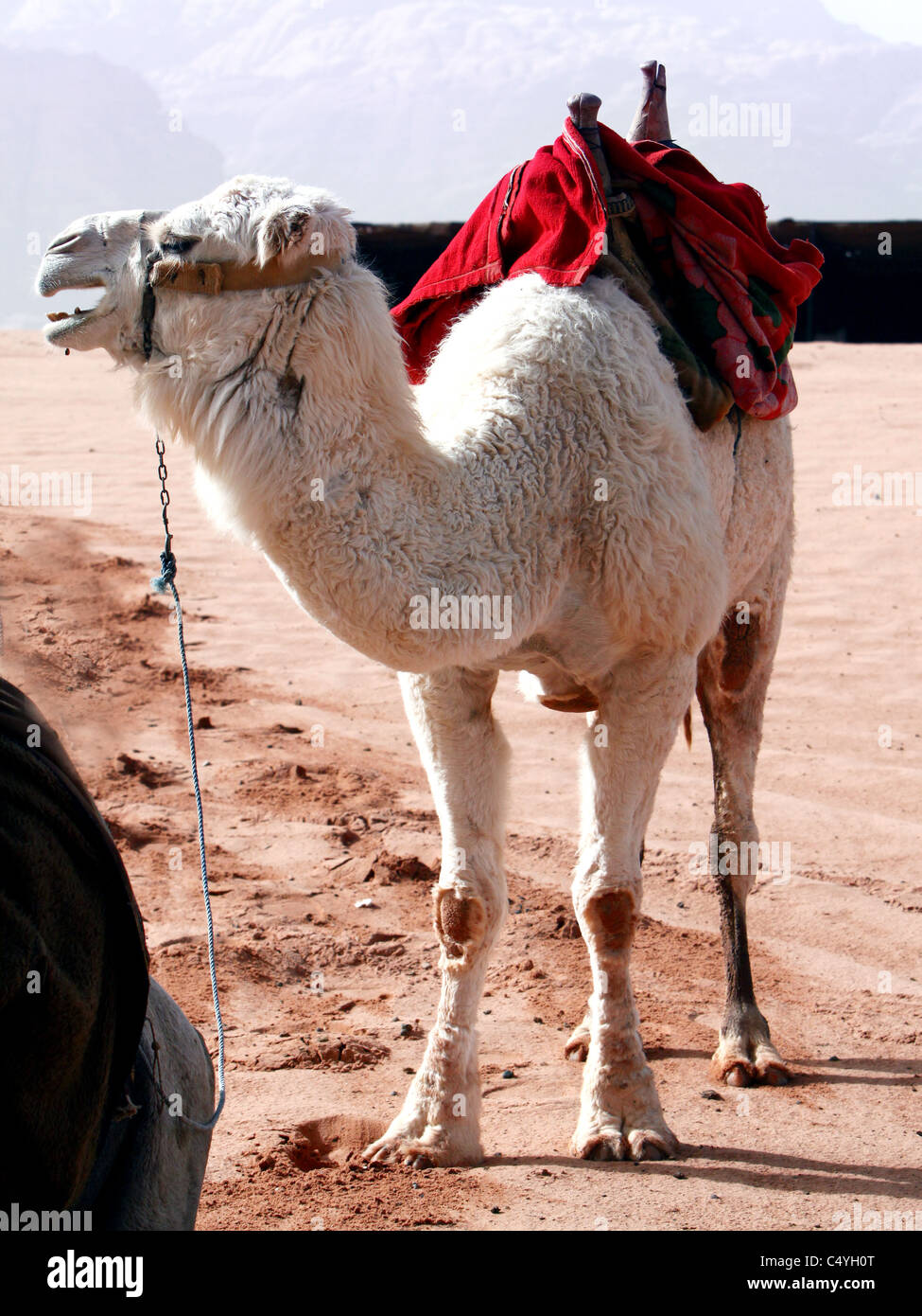 Camel white background hi-res stock photography and images - Alamy