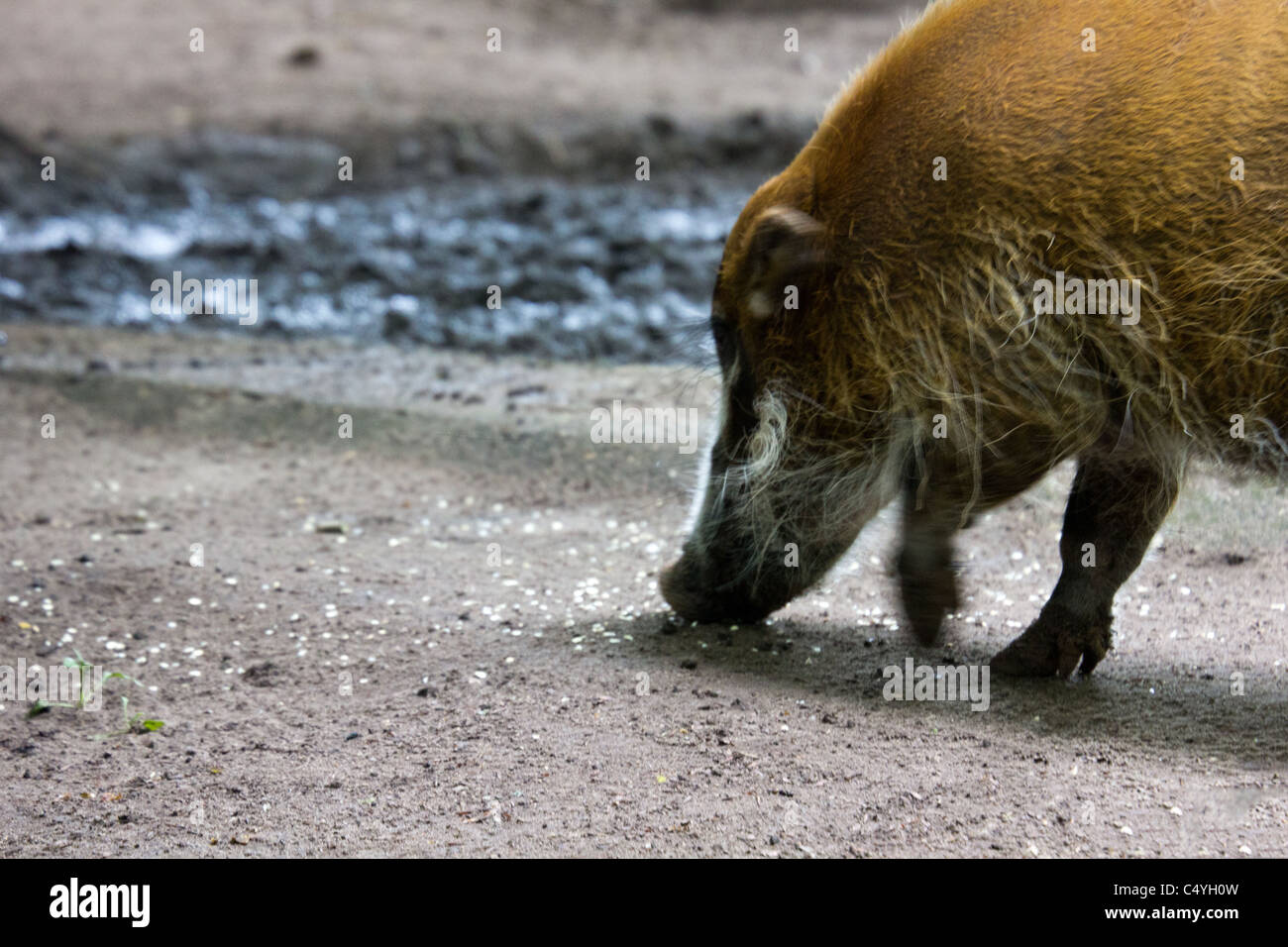 Wild boar river hi-res stock photography and images - Alamy