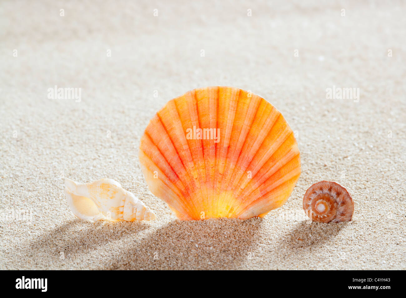 beach shell and snail in white sand like a summer vacation background ...