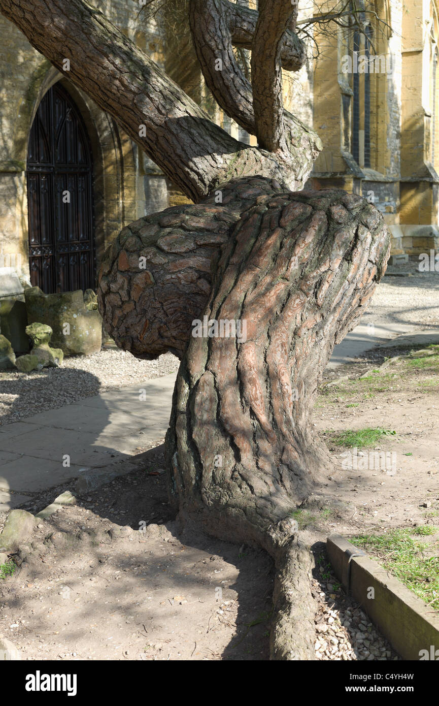 old tree holy trinity church stratford upon avon warwickshire england ...