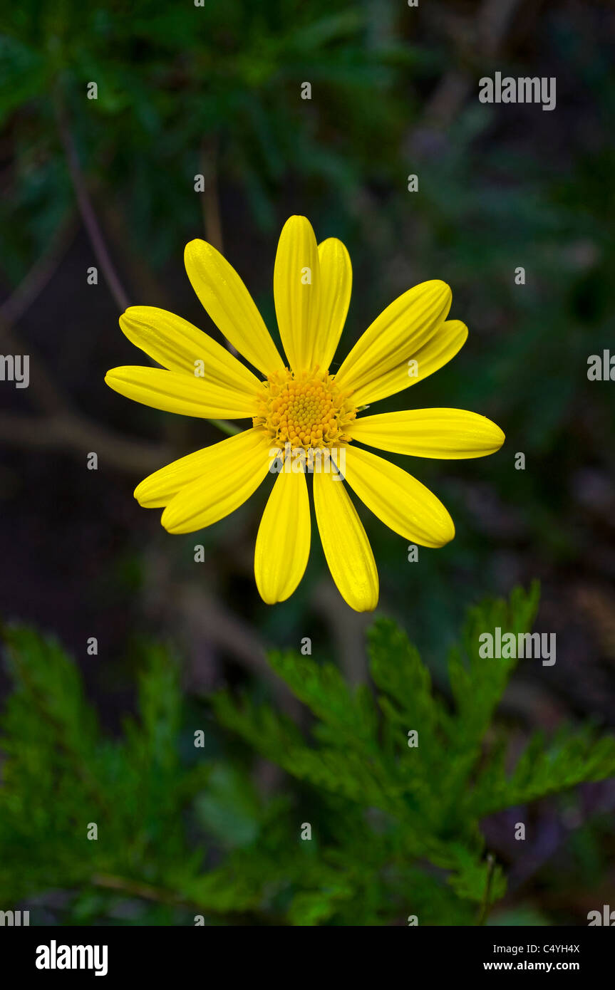 Yellow colour flower hi-res stock photography and images - Alamy