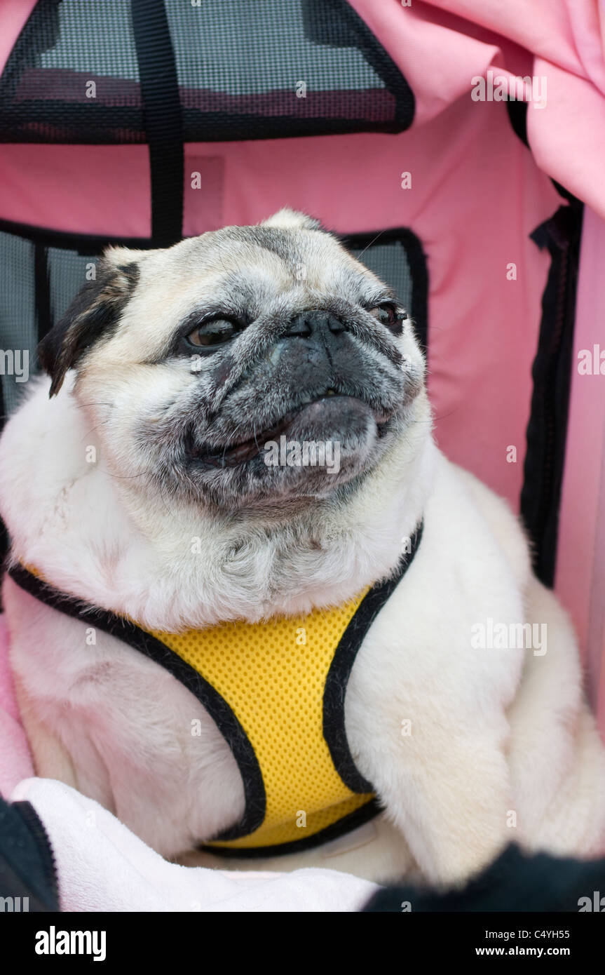 Cute dog pug face hi-res stock photography and images - Alamy