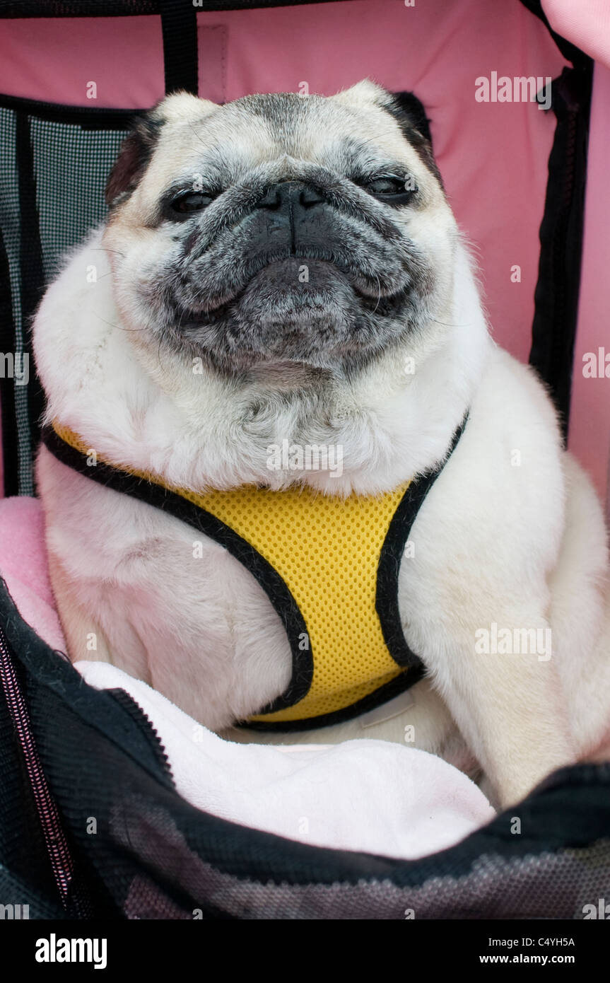 Pug dog face Stock Photo - Alamy