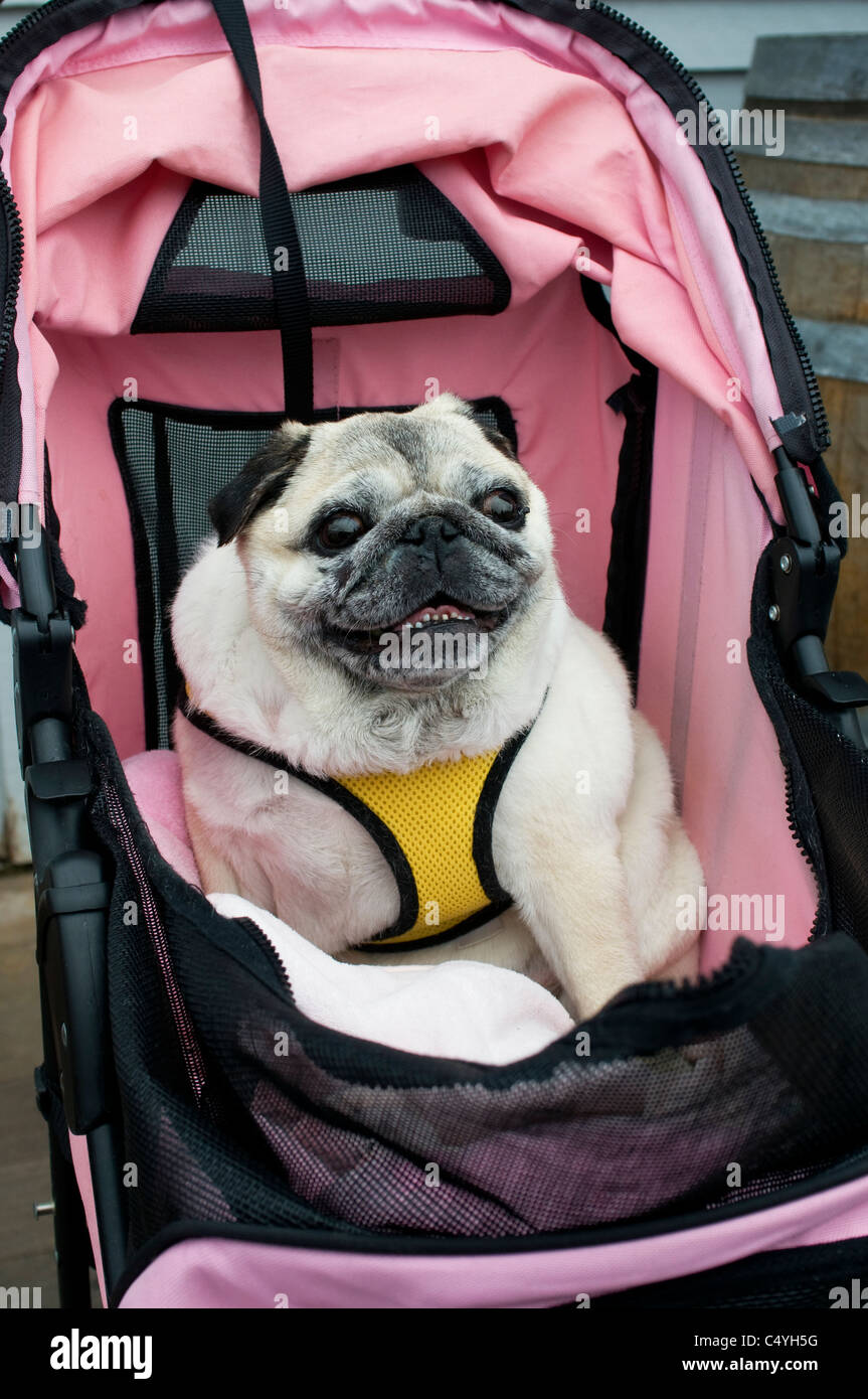 Pug dog face Stock Photo - Alamy