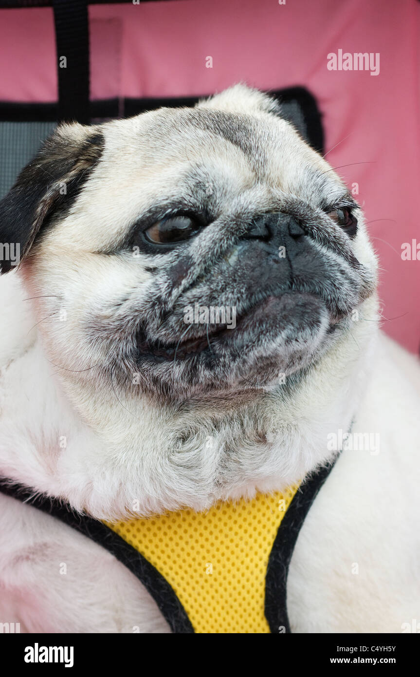 Ugly Pug High Resolution Stock Photography and Images - Alamy