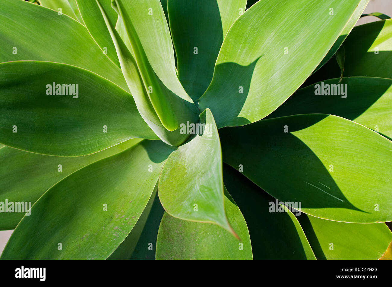 Spineless century plant agave hi-res stock photography and images - Alamy