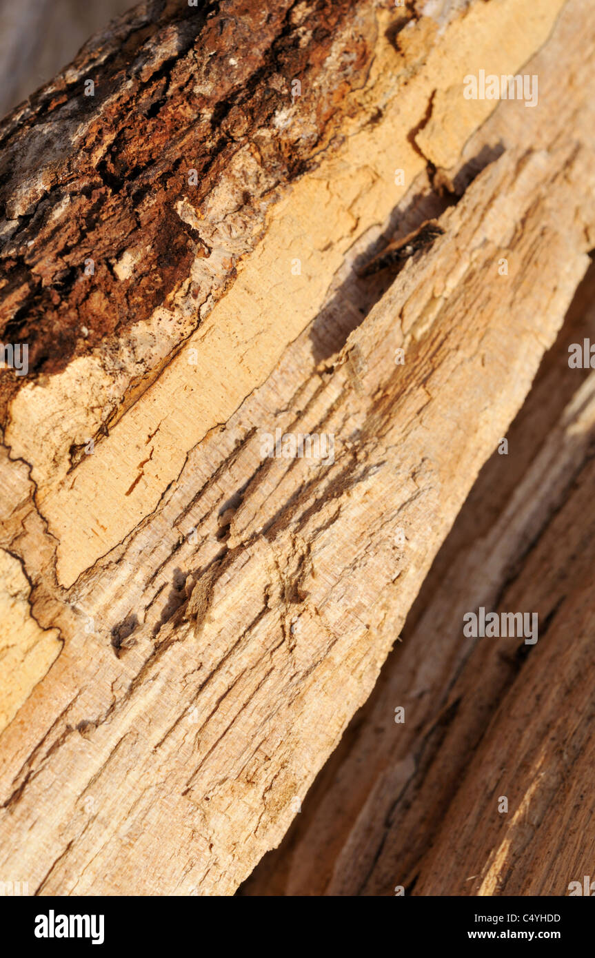 Close up of logs Stock Photo - Alamy