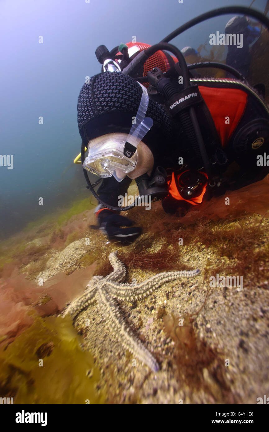 A diver has a close look at a Spiny starfish (Marthasterias glacialis ...