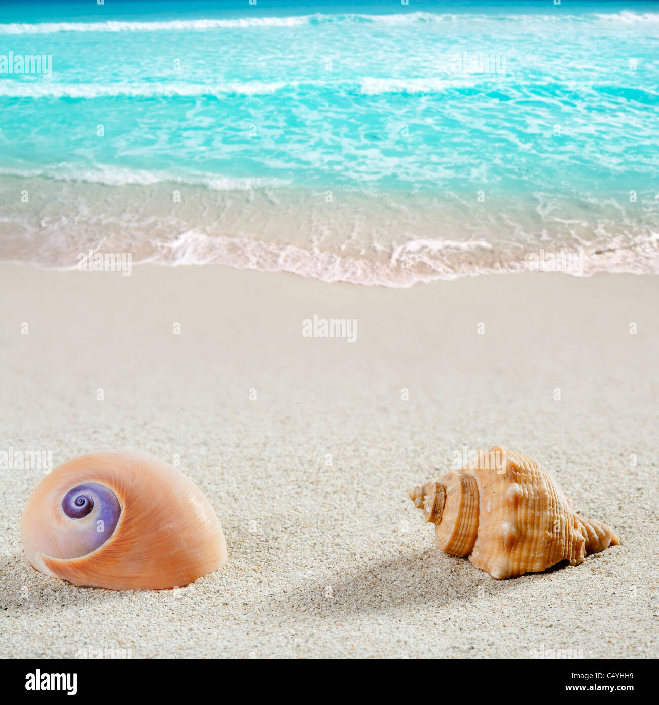 beach sea snail and tropical shell on white sand od caribbean summer ...