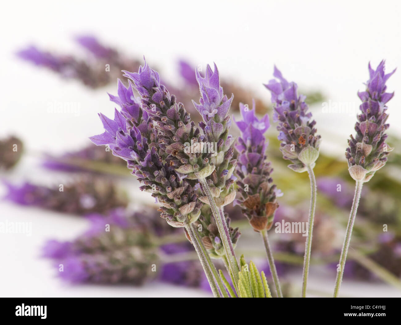 Lavender sprigs on white background Stock Photo - Alamy
