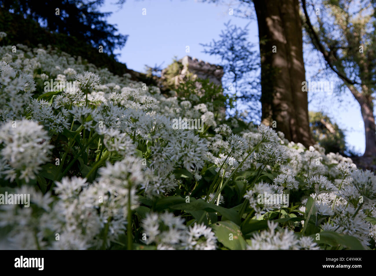 Wild garlic at the base of an ancient tree Stock Photo - Alamy