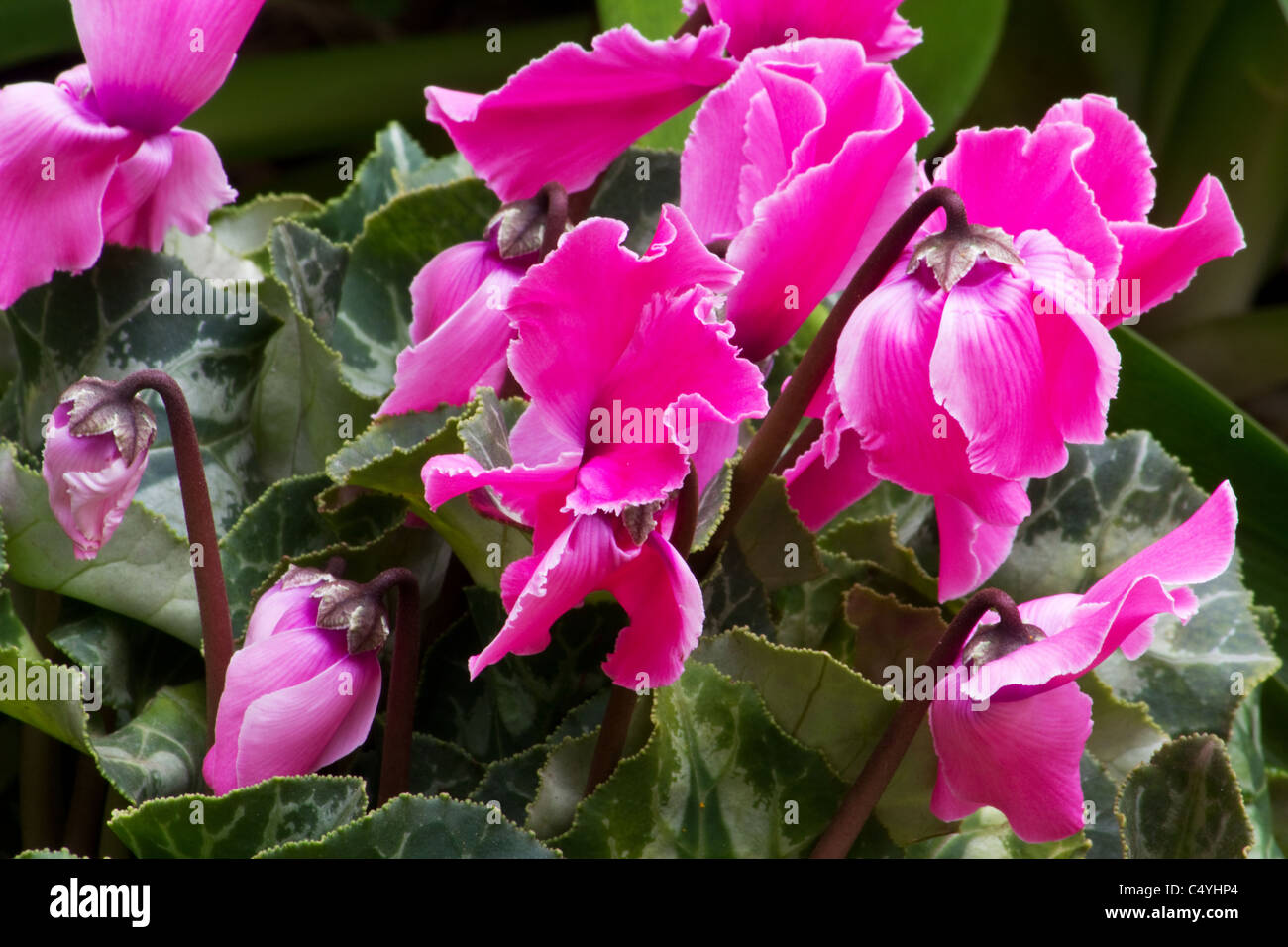 Cyclamen colchicum hi-res stock photography and images - Alamy