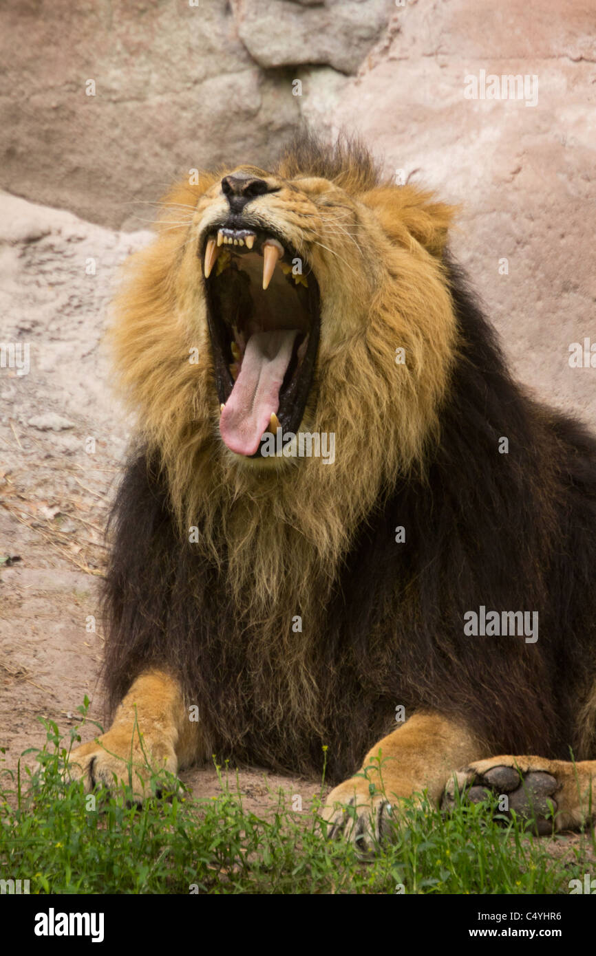 Black and yellow lion hi-res stock photography and images - Alamy