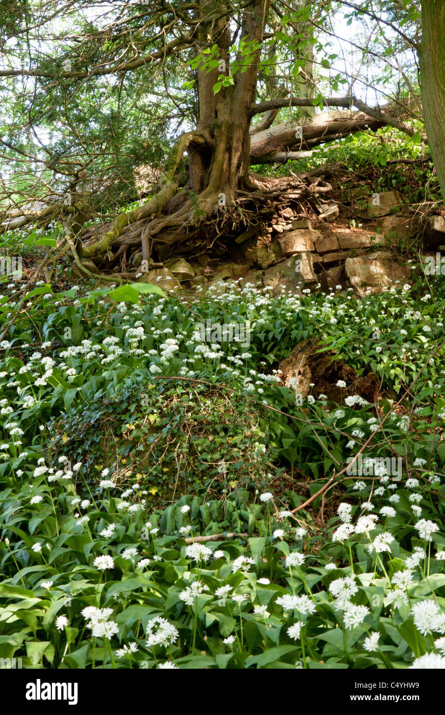 Garlic tree hi-res stock photography and images - Alamy