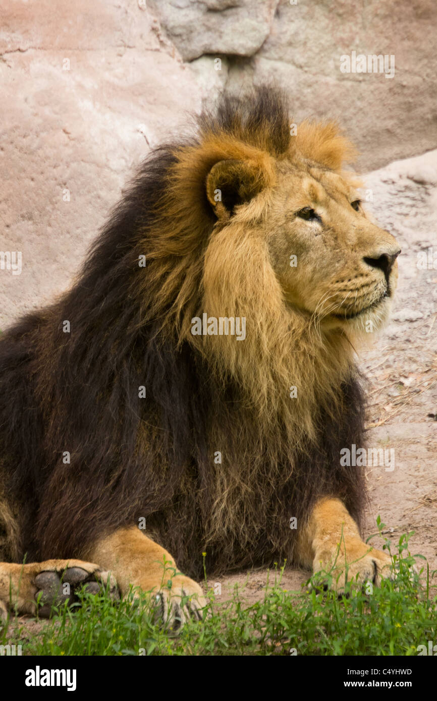 Black and yellow lion hi-res stock photography and images - Alamy