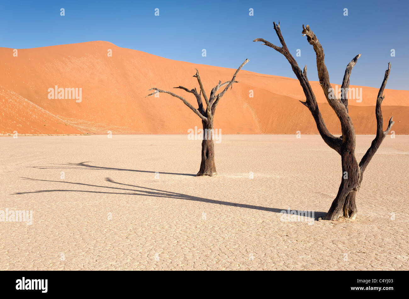 Dead camelthorn trees, Sossusvlei, Namib Desert, Namibia Stock Photo ...