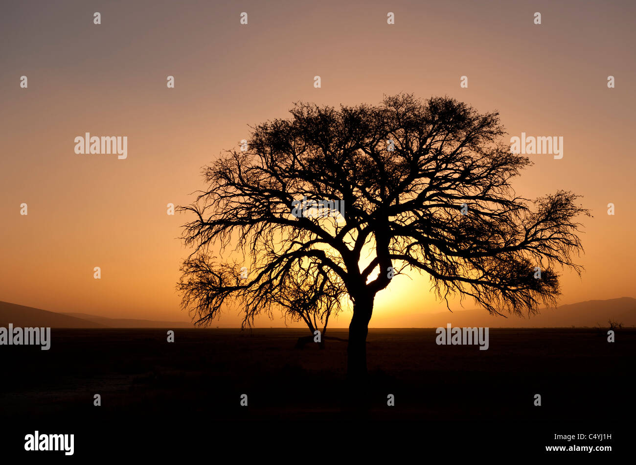 Camelthorn tree hi-res stock photography and images - Alamy