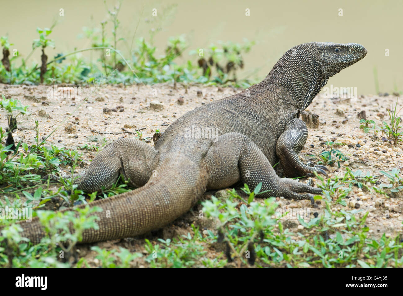 Sri lankan reptiles hi-res stock photography and images - Alamy