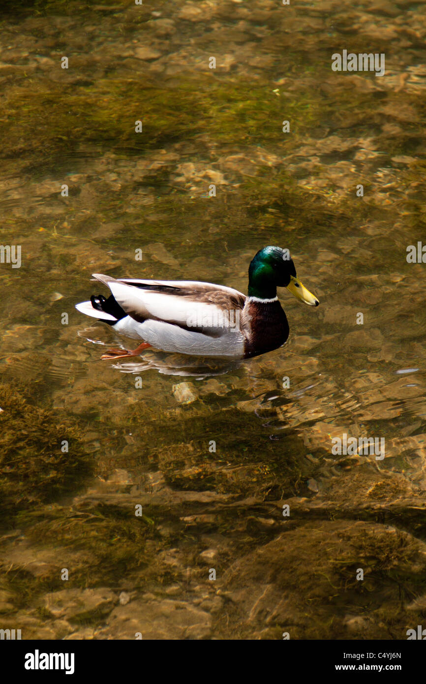 Male Mallard ducks on a small river Stock Photo - Alamy