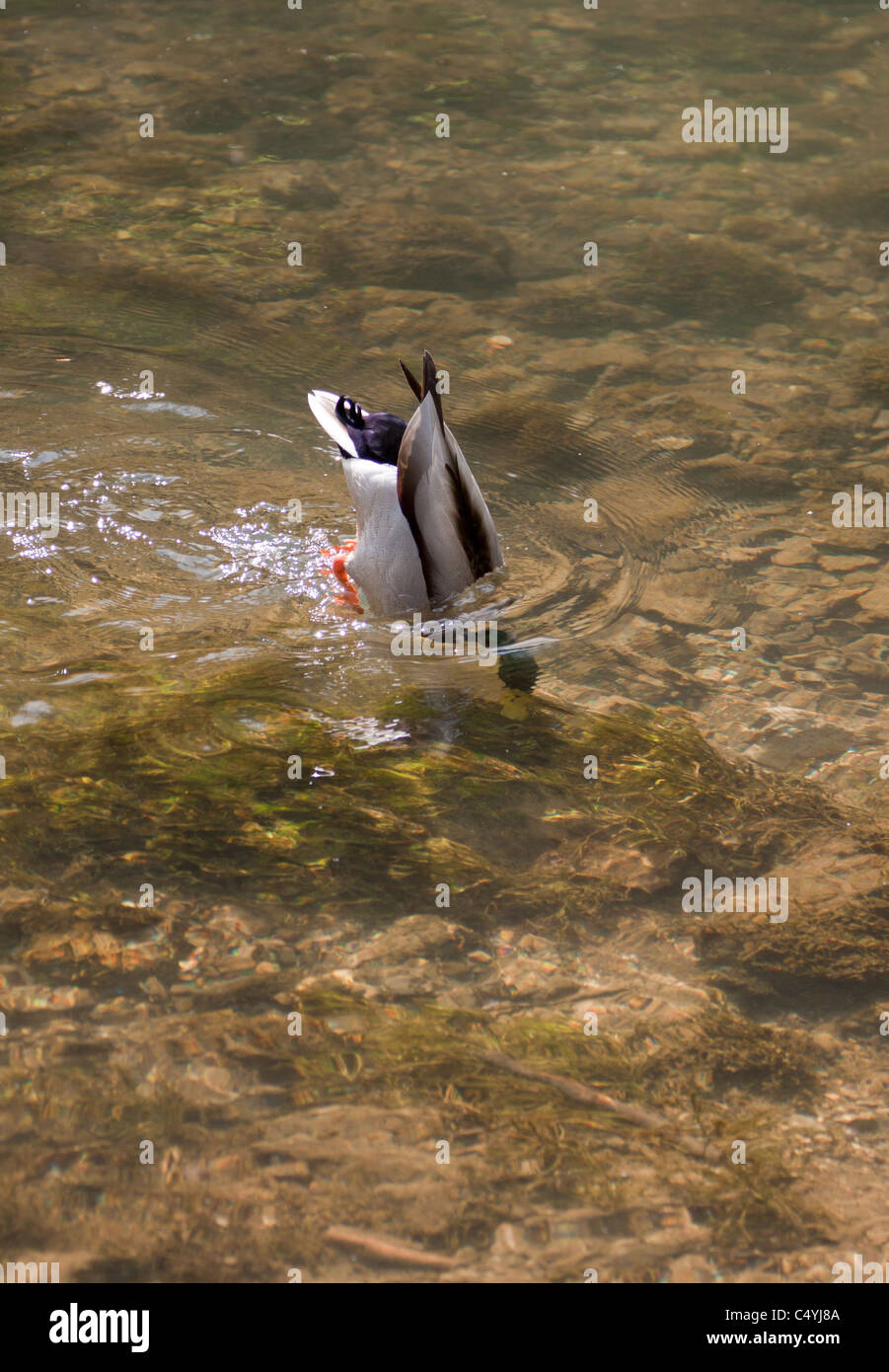 Male Mallard ducks on a small river Stock Photo - Alamy