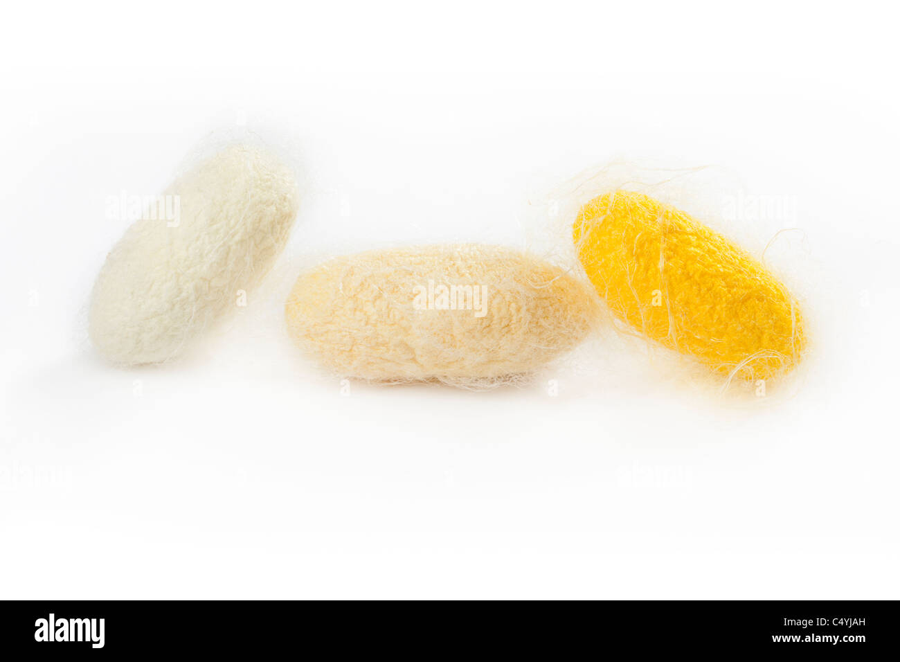 closeup of three silkworm cocoon isolated on white background Stock ...
