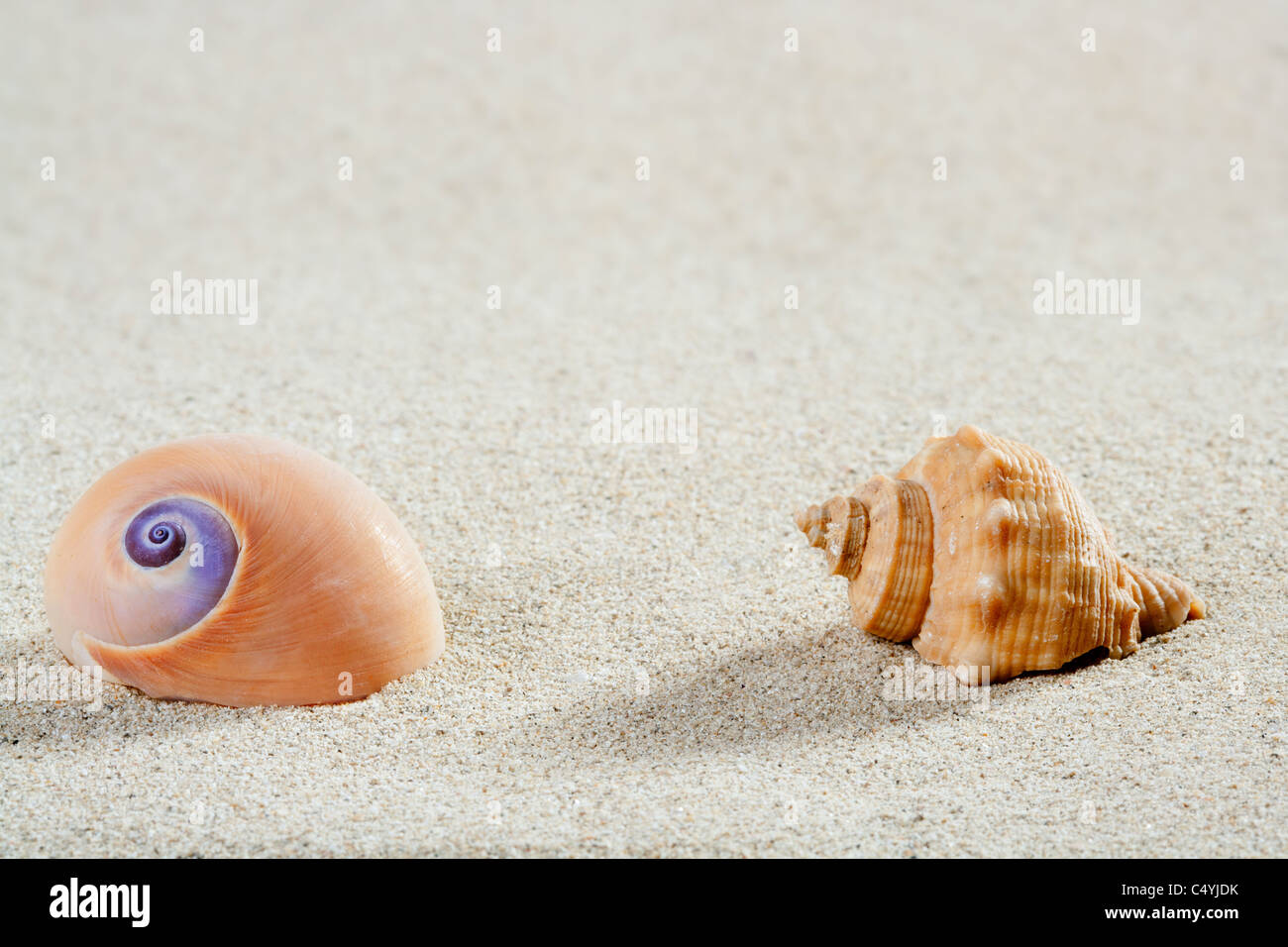 beach sea snail and tropical shell on white sand od caribbean summer ...