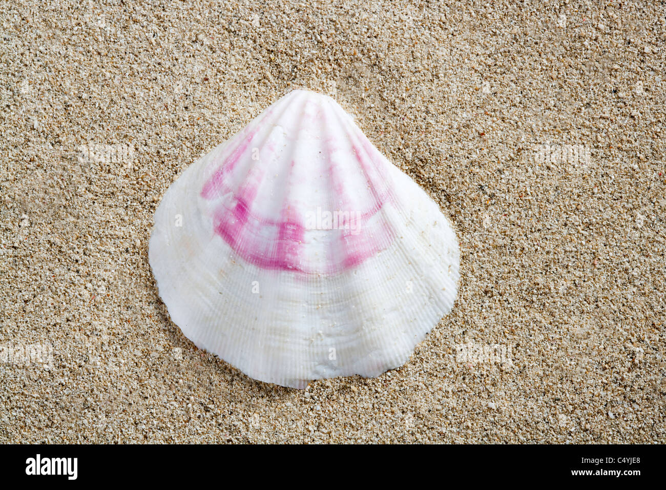 beach white beach sand and pink shell closeup Stock Photo - Alamy