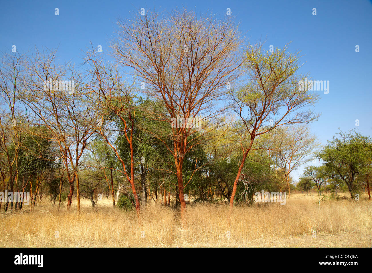 Northern sudan national park hi-res stock photography and images - Alamy