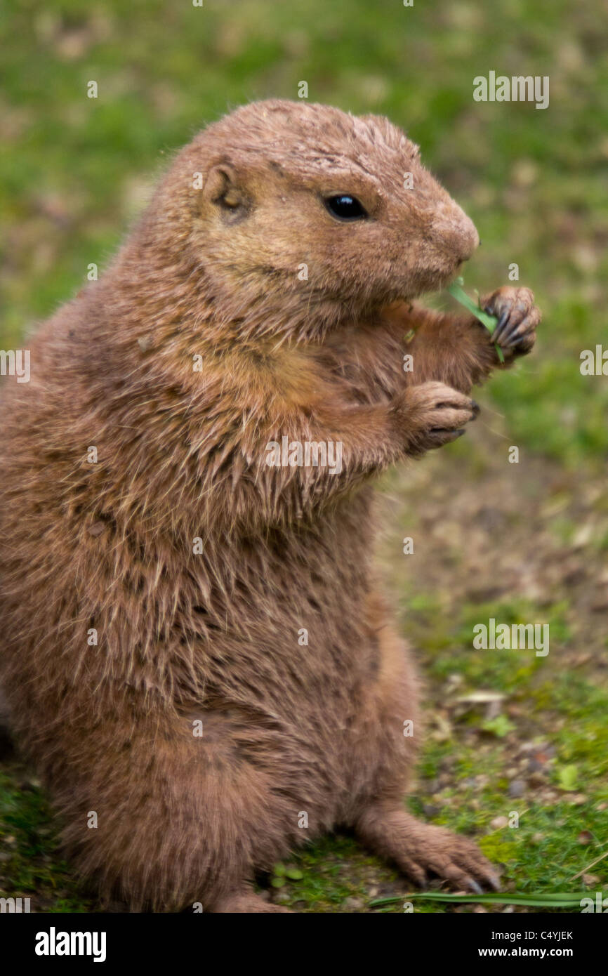 Adorable prairie dog hi-res stock photography and images - Alamy