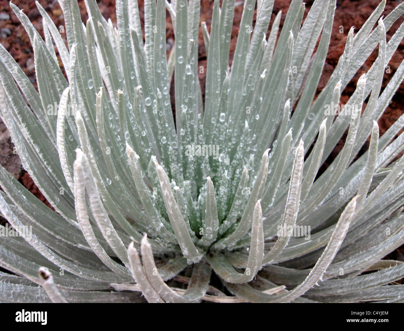 Silver sword hi-res stock photography and images - Alamy