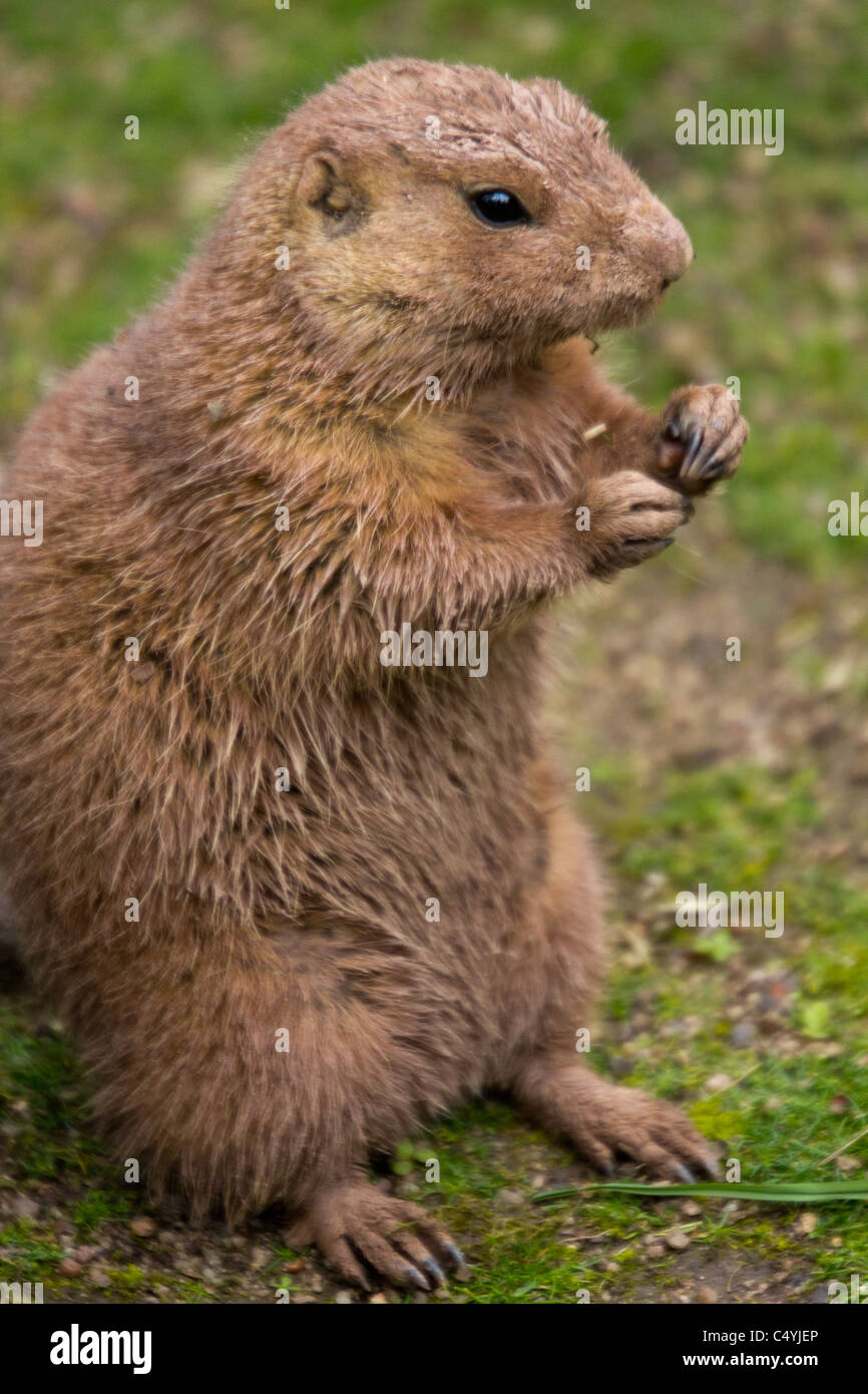 Adorable brown gopher standing hi-res stock photography and images - Alamy