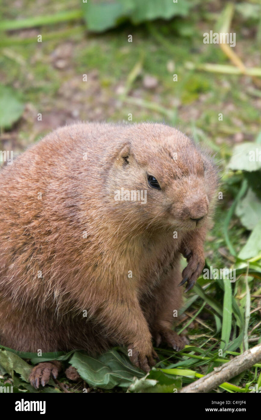 Adorable prairie dog hi-res stock photography and images - Alamy