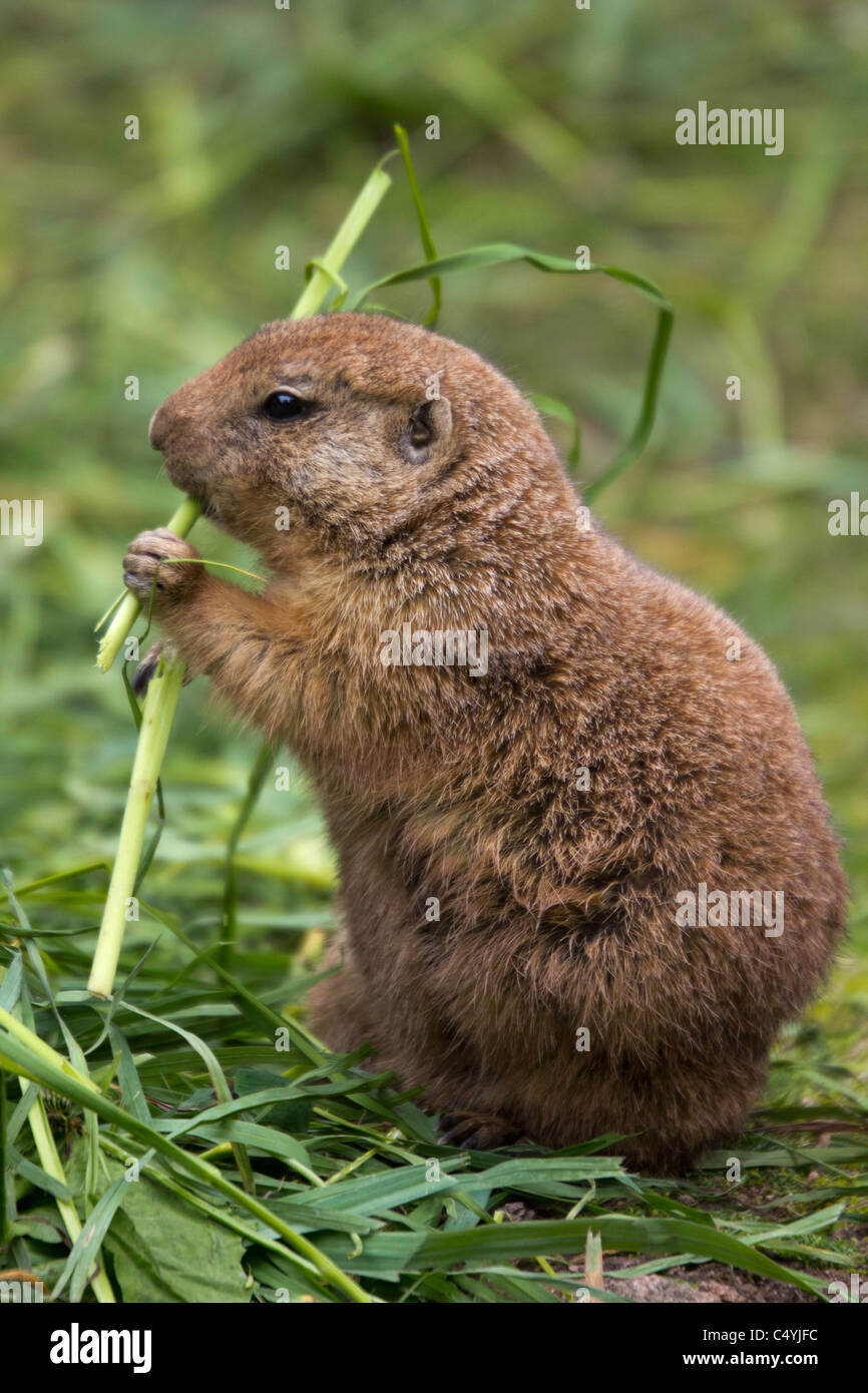 Adorable prairie dog hi-res stock photography and images - Alamy