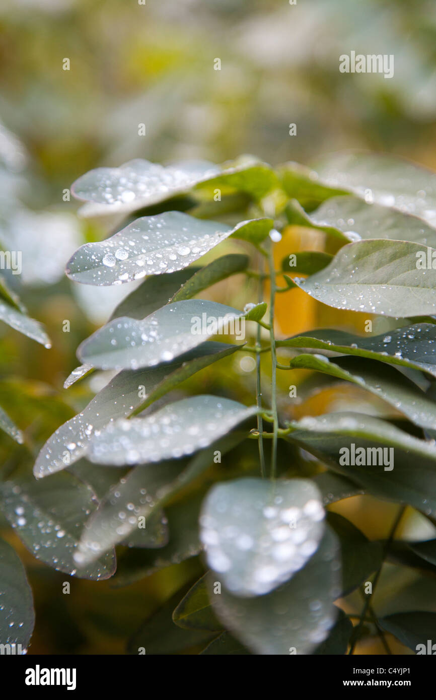 Rainforest rain leaf raindrop hi-res stock photography and images - Alamy