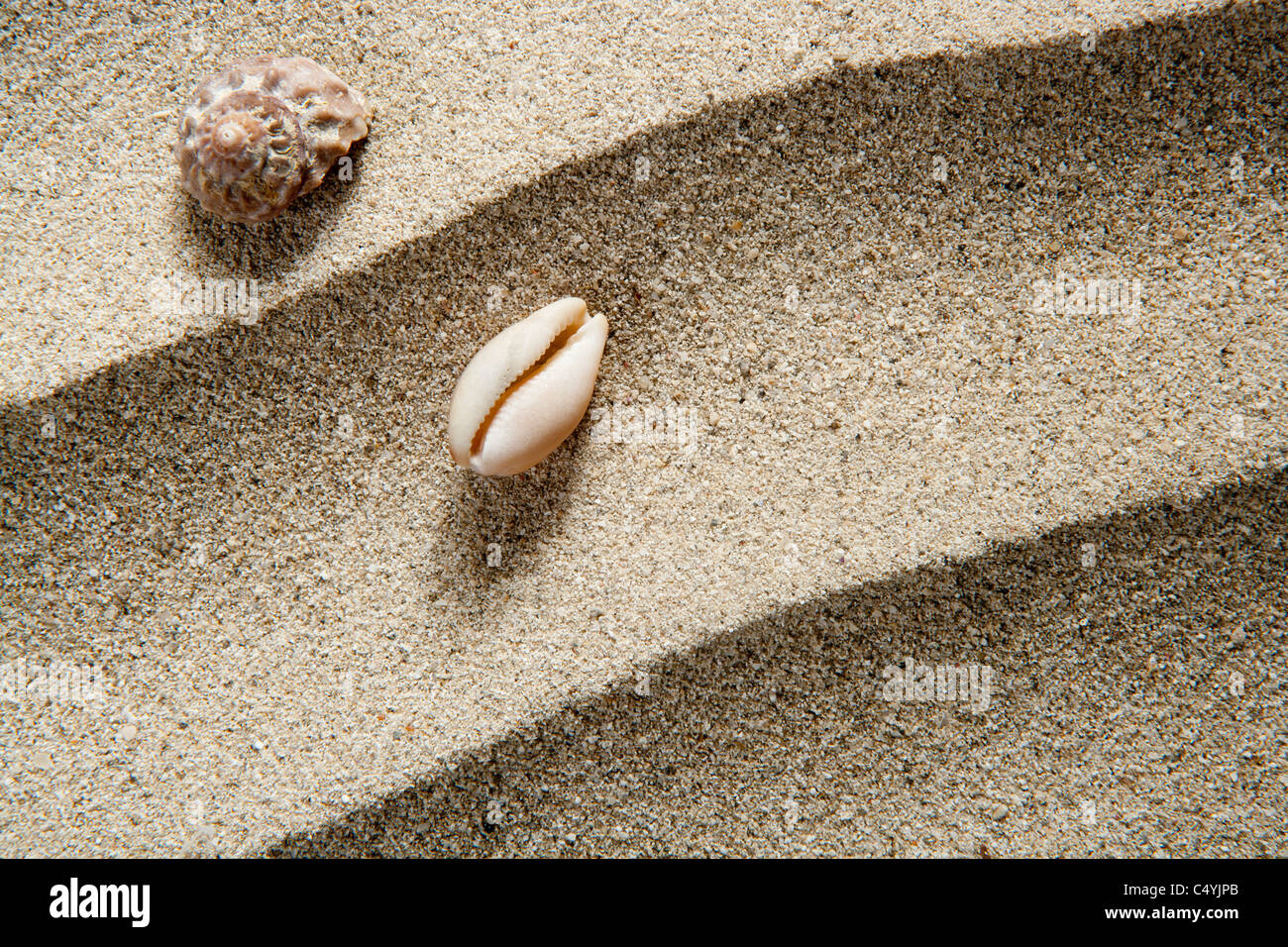 closeup macro of shell and sea snail over beach sandwith wavy texture ...