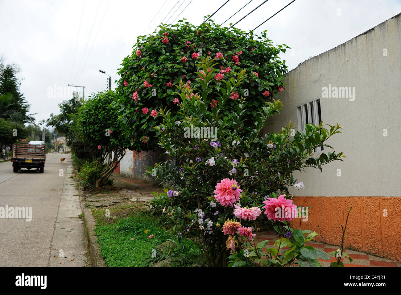 Roadside plants hi-res stock photography and images - Alamy