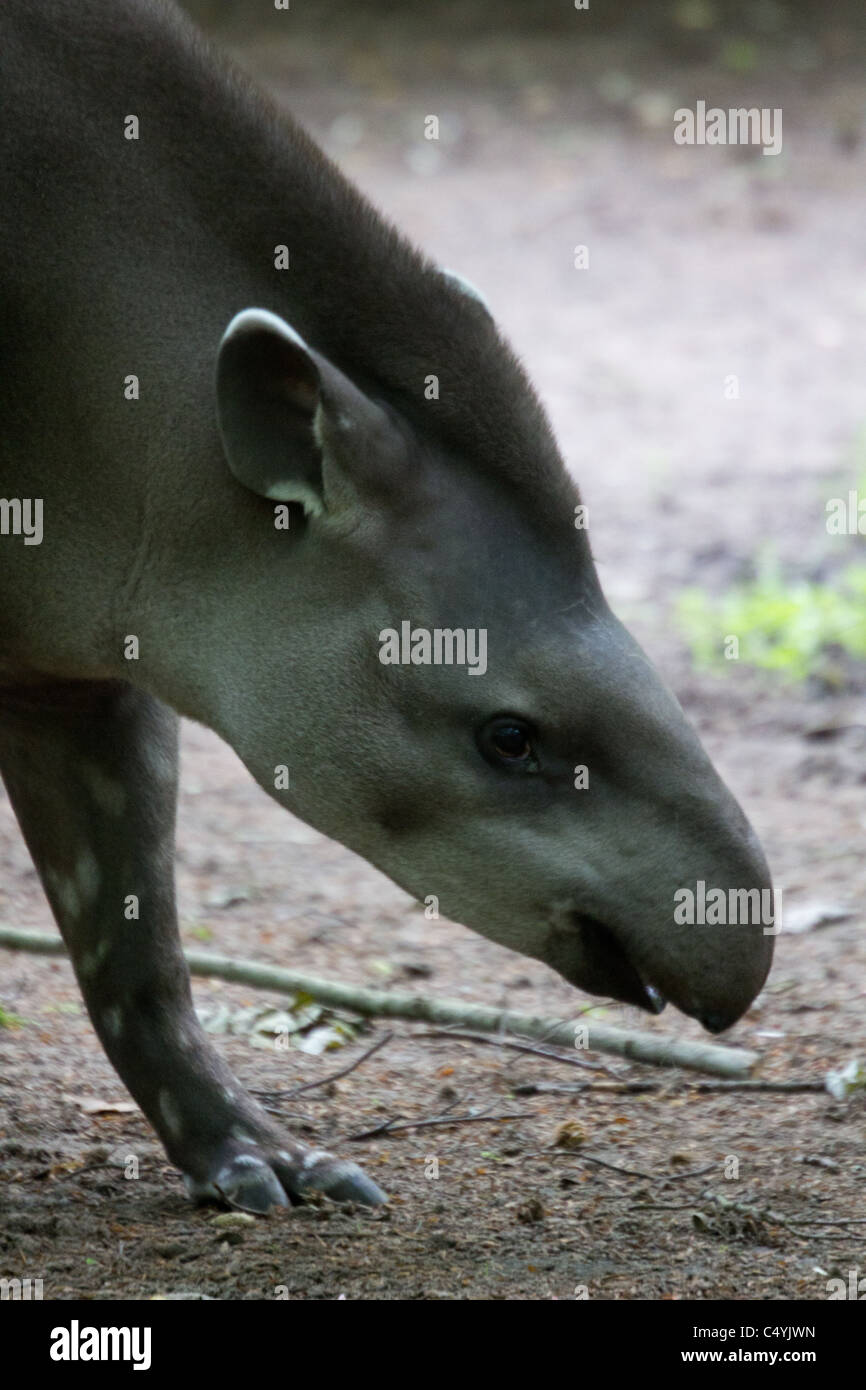 Tapir animal hi-res stock photography and images - Alamy