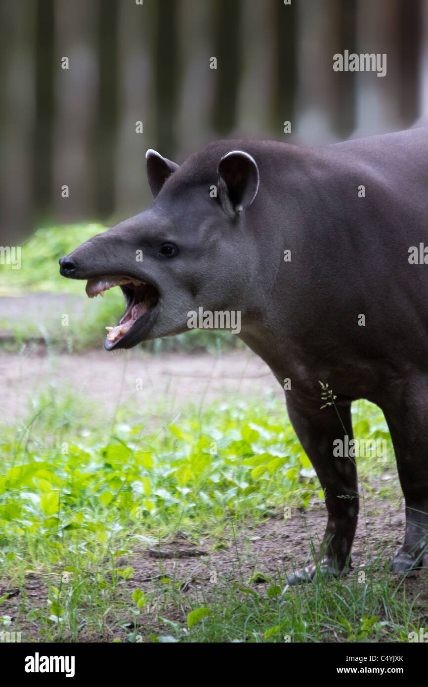 Endangered tapir hi-res stock photography and images - Alamy