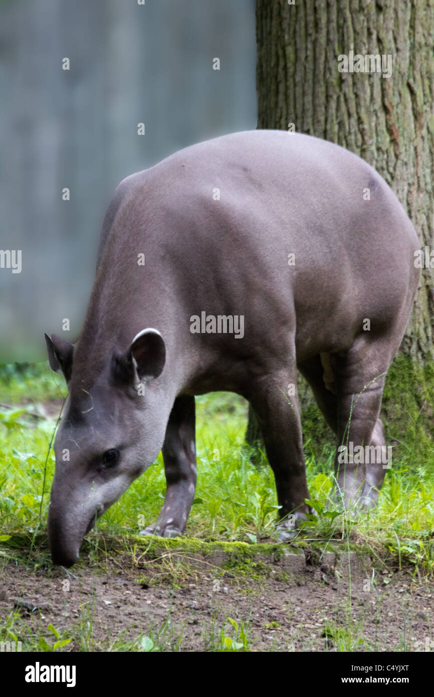 Endangered tapir hi-res stock photography and images - Alamy