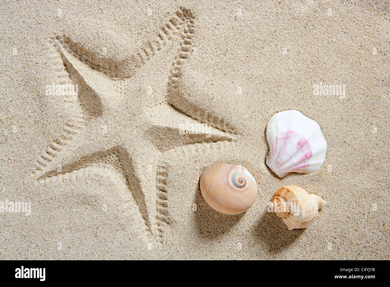 beach white sand with starfish printed and sea shells like a summer ...