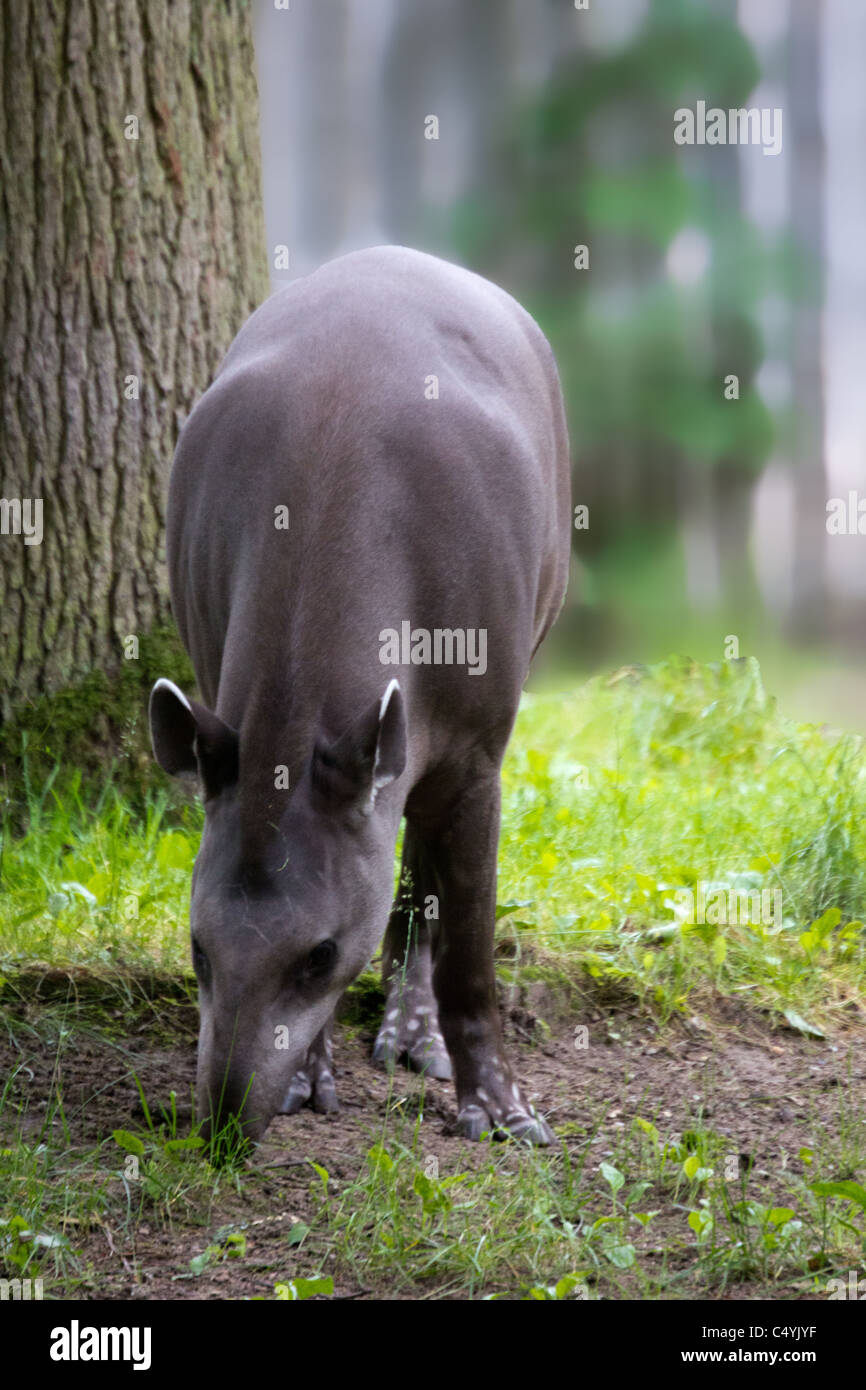 Endangered tapir hi-res stock photography and images - Alamy