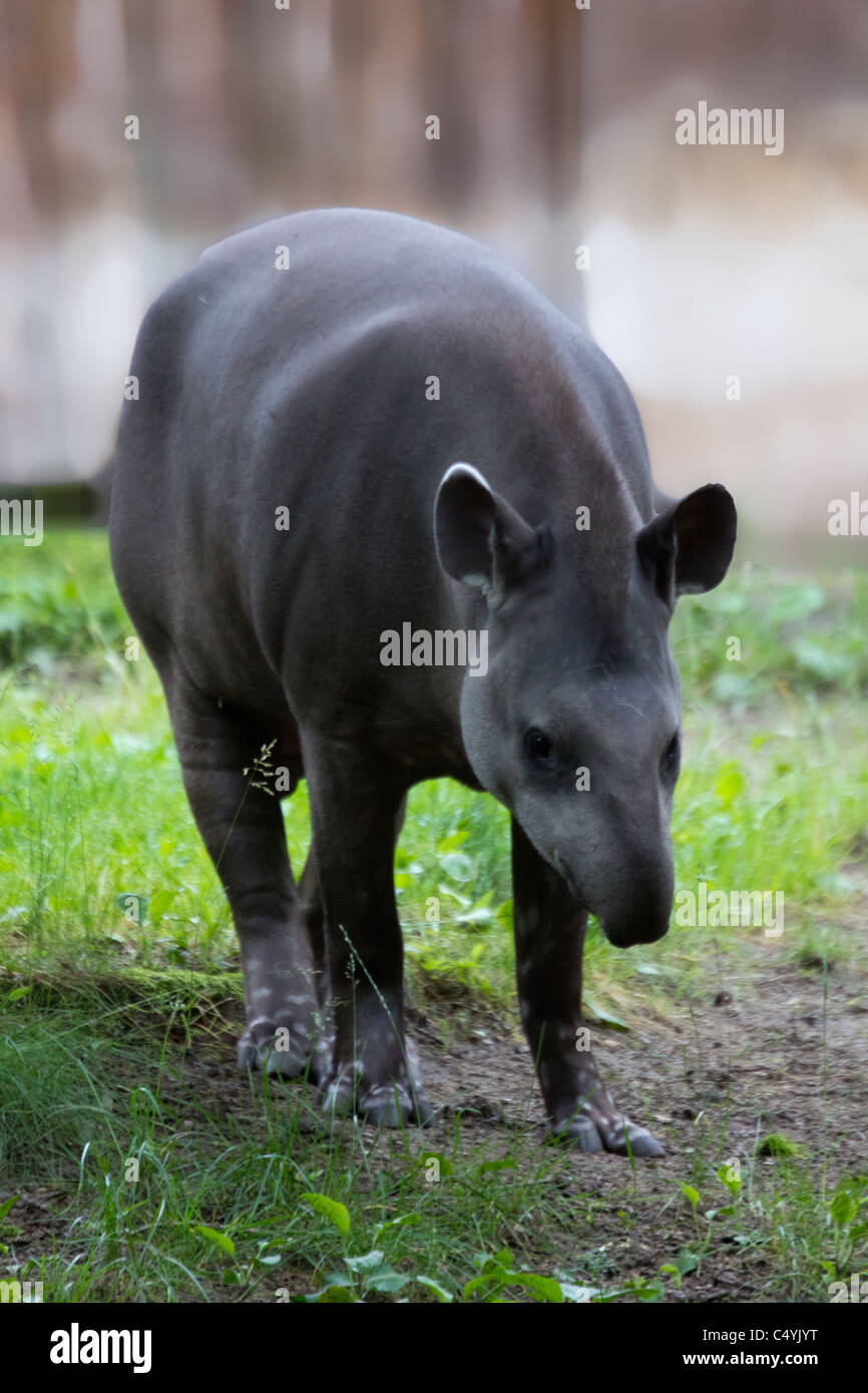Endangered tapir hi-res stock photography and images - Alamy