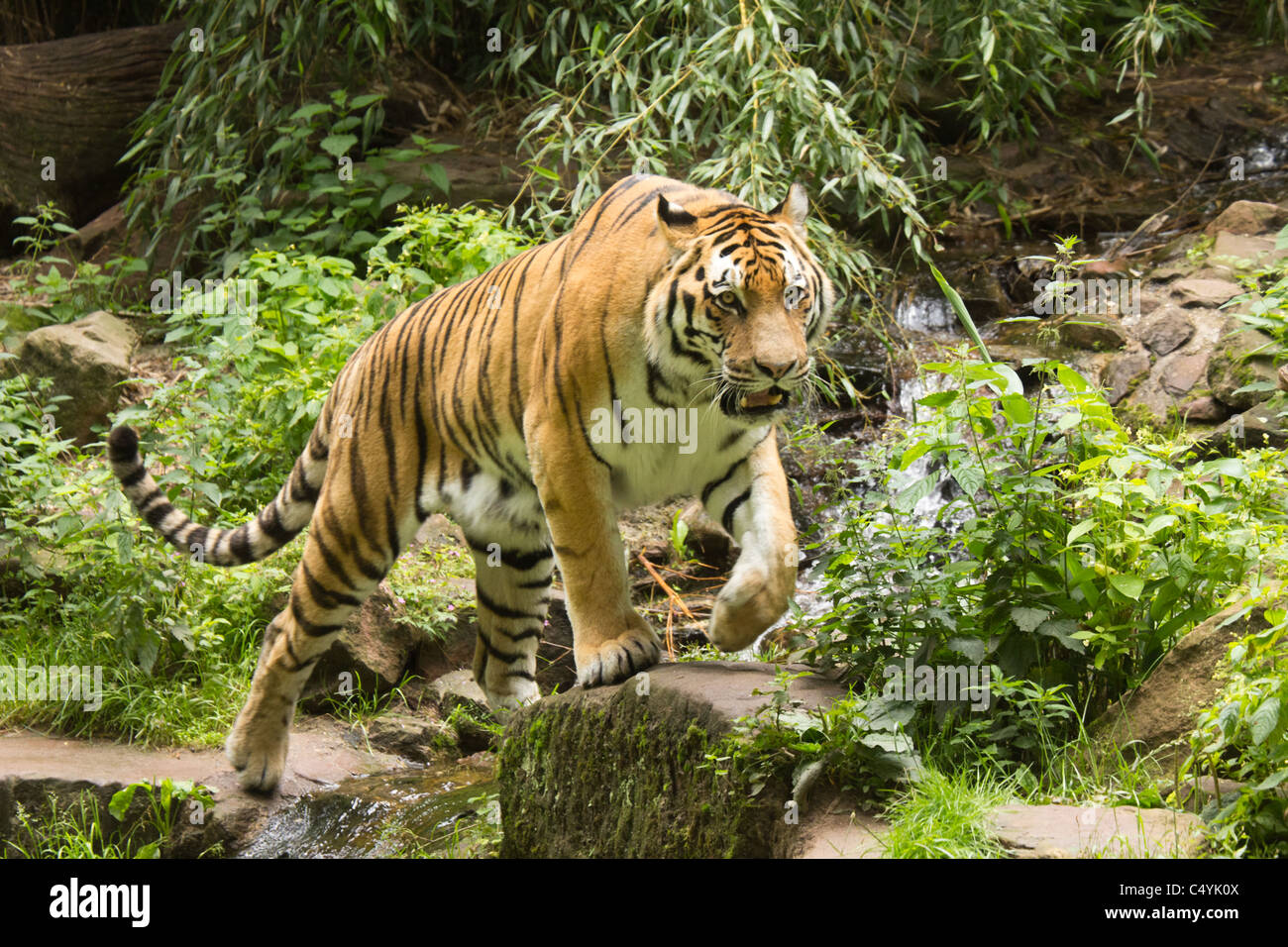 Siberian tiger hi-res stock photography and images - Alamy