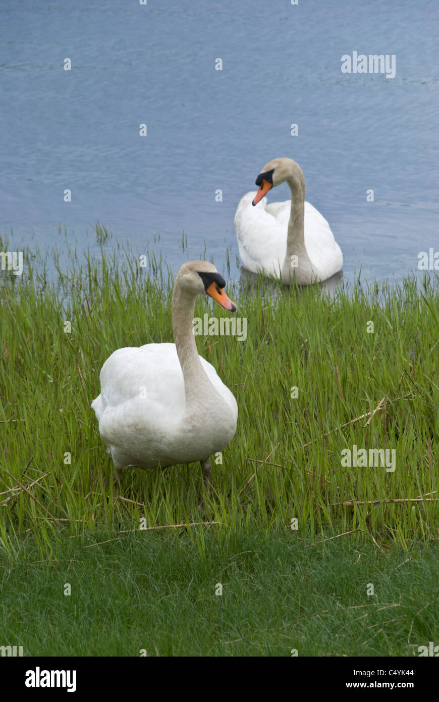 Foul birds hi-res stock photography and images - Alamy