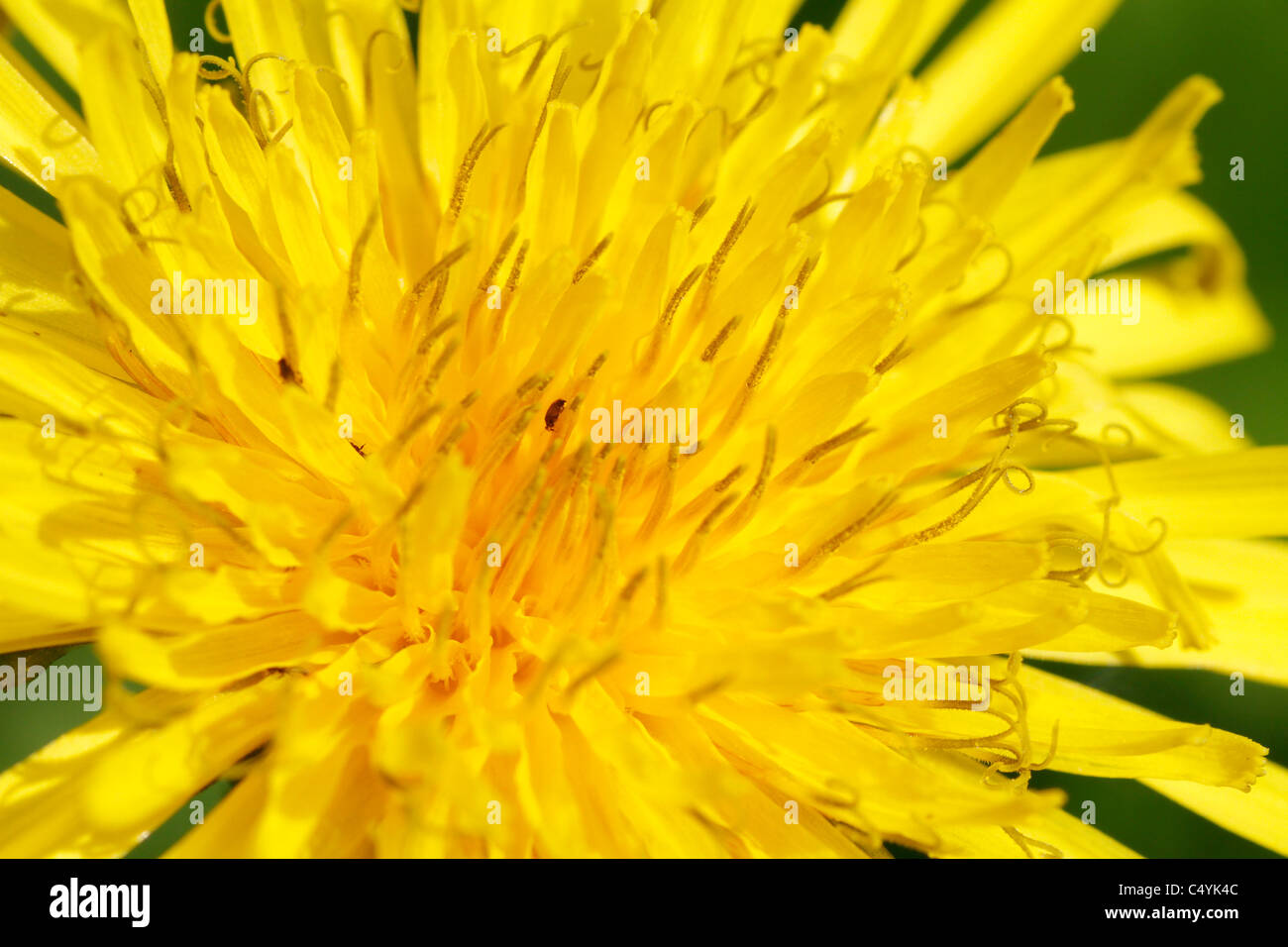 Bugs on Dandelion flower Stock Photo - Alamy