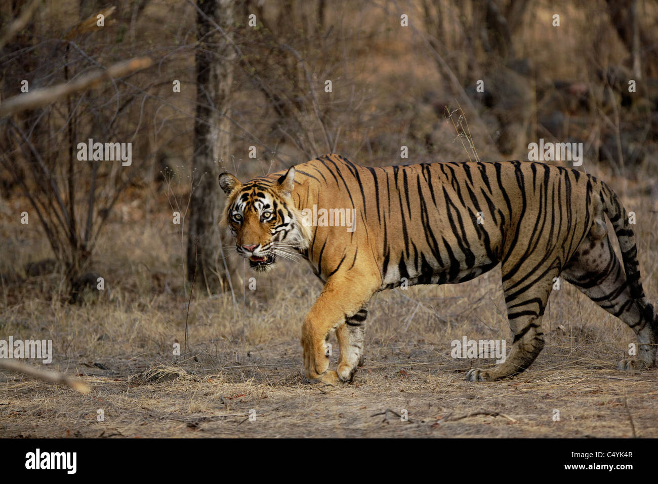 Male tiger walking away on High Resolution Stock Photography and Images ...