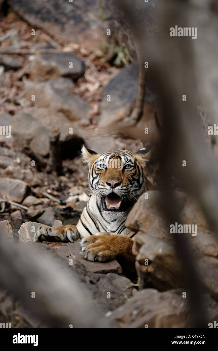 Bengal Tiger inside a water within the rocks cooling in wild forest of ...