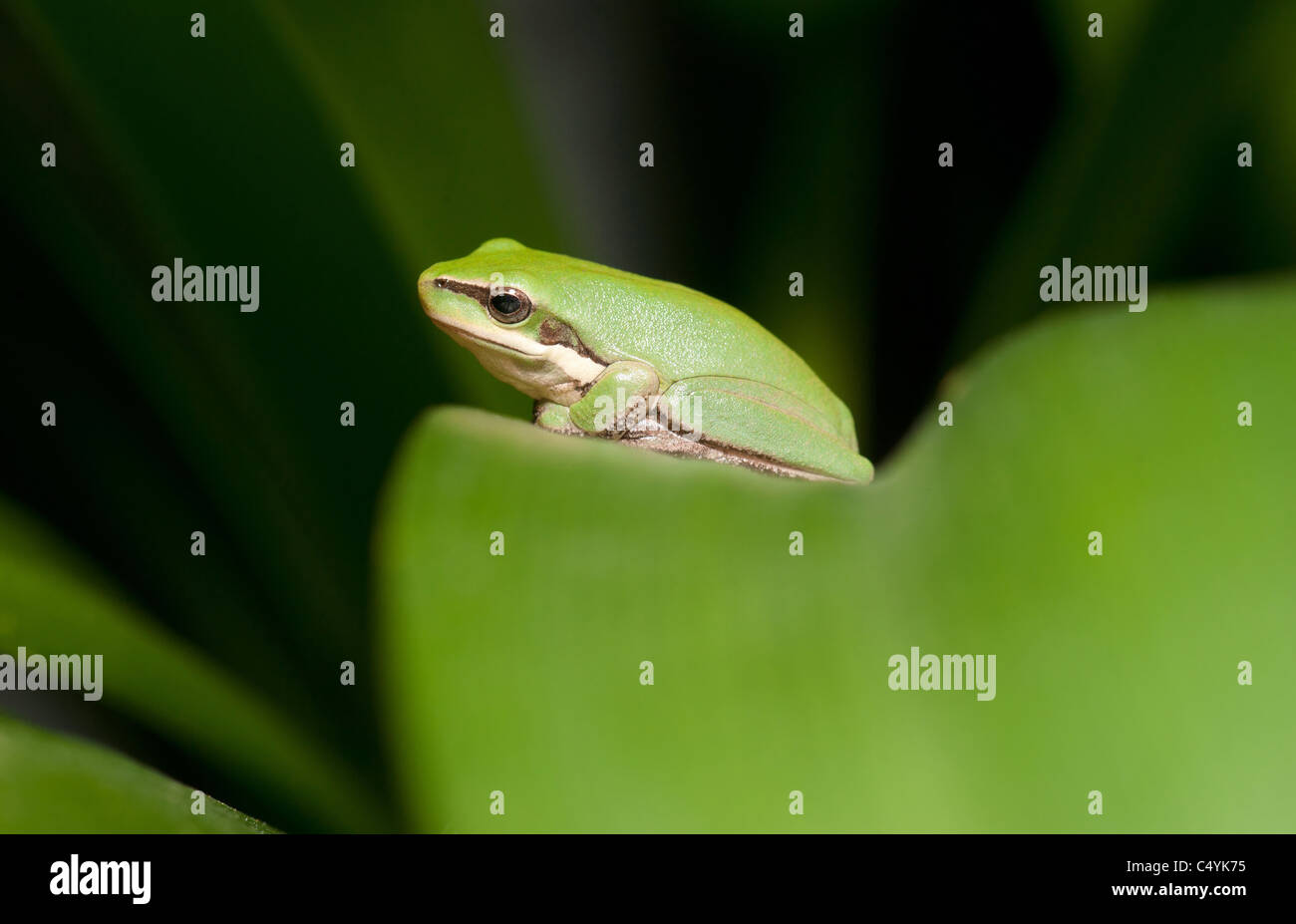 Dwarf tree frog hi-res stock photography and images - Alamy