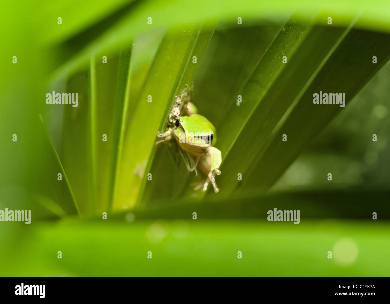 Dwarf bush frog hi-res stock photography and images - Alamy