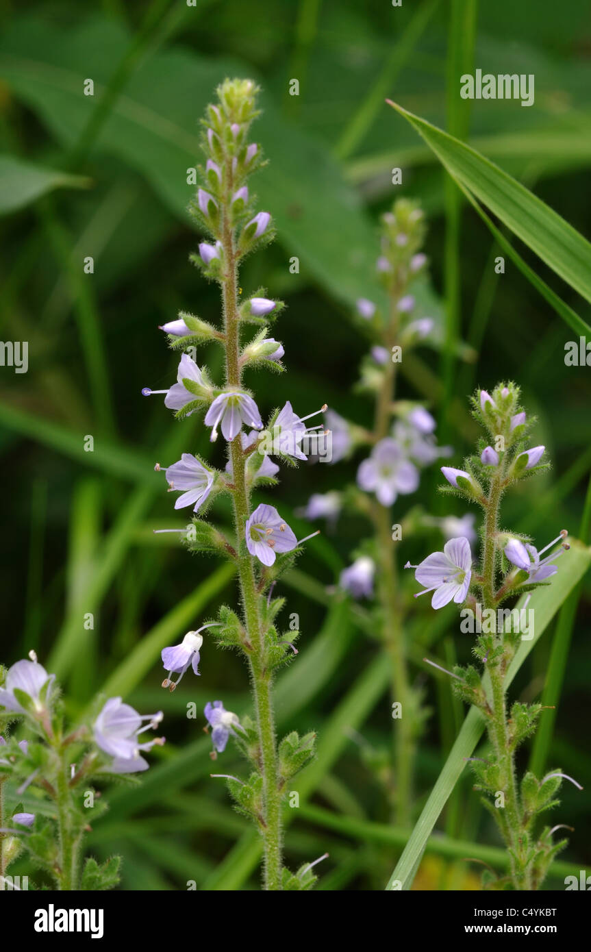 Heath Speedwell, Veronica officianalis Stock Photo - Alamy